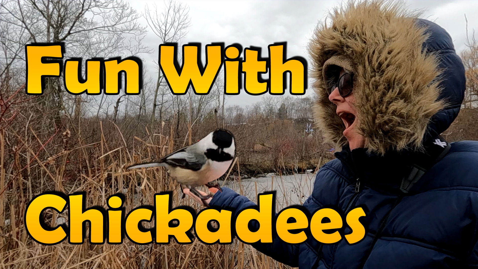 Bonding with Chickadees: An Unforgettable Moment - The Wrong Side of 40