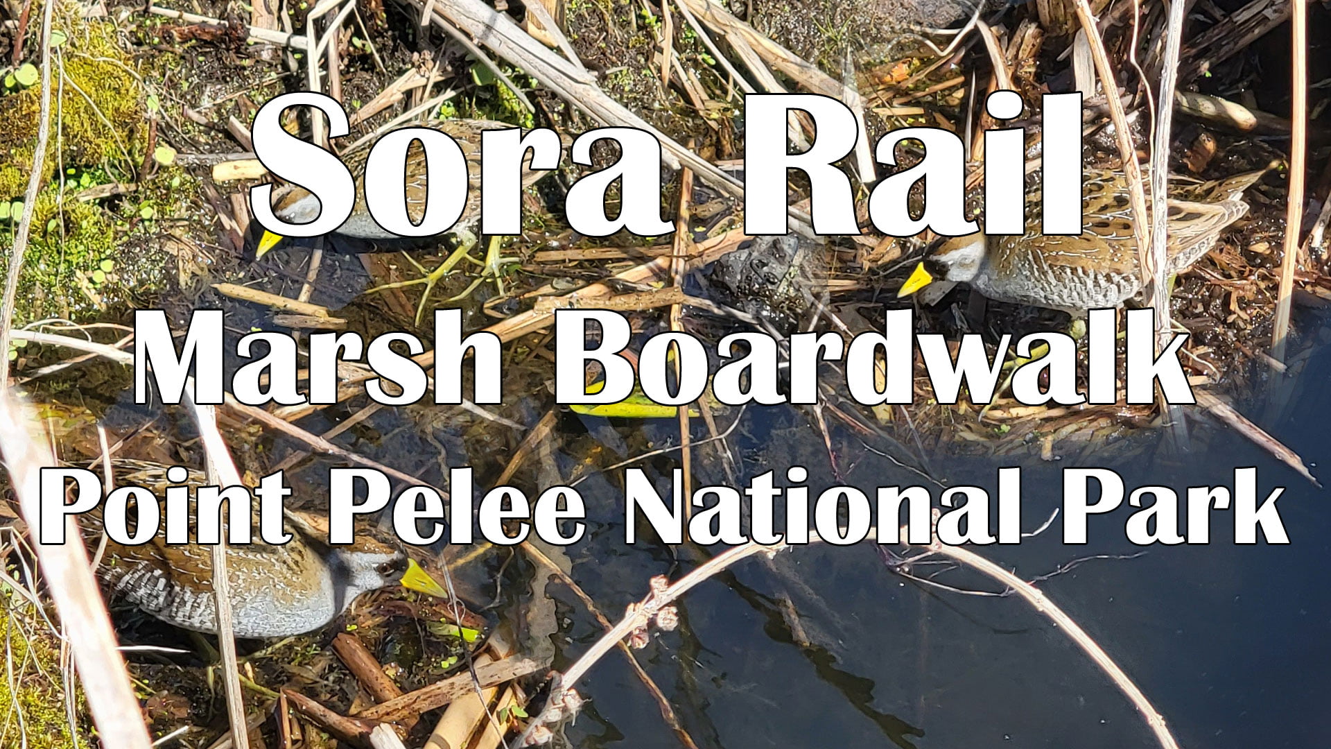 Introducing Sora: Uncovering the World of a Shy Rail - The Wrong Side of 40