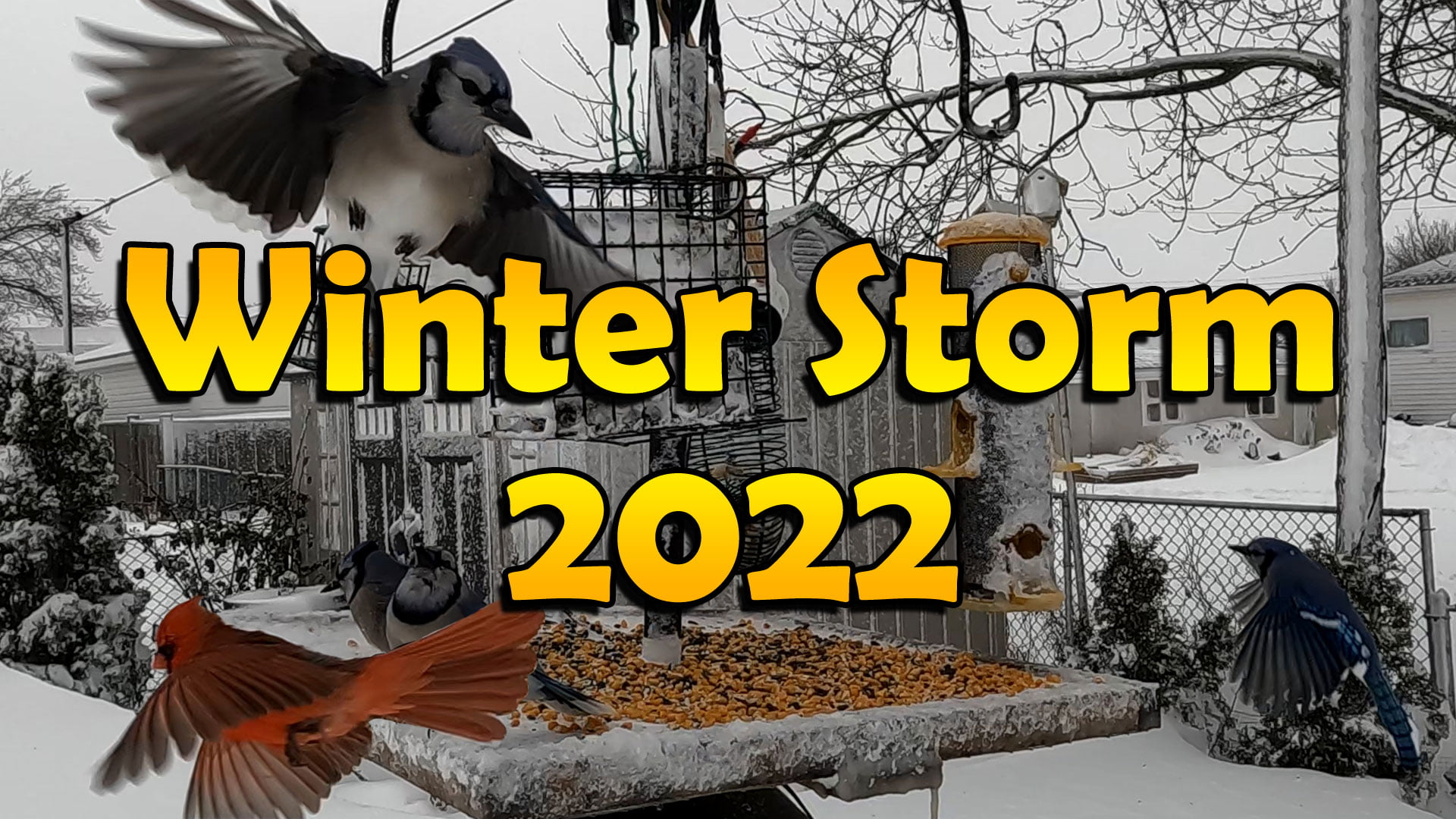 Winter Storm in December 2022: A Close Look at Birds at the Bird Feeder ...