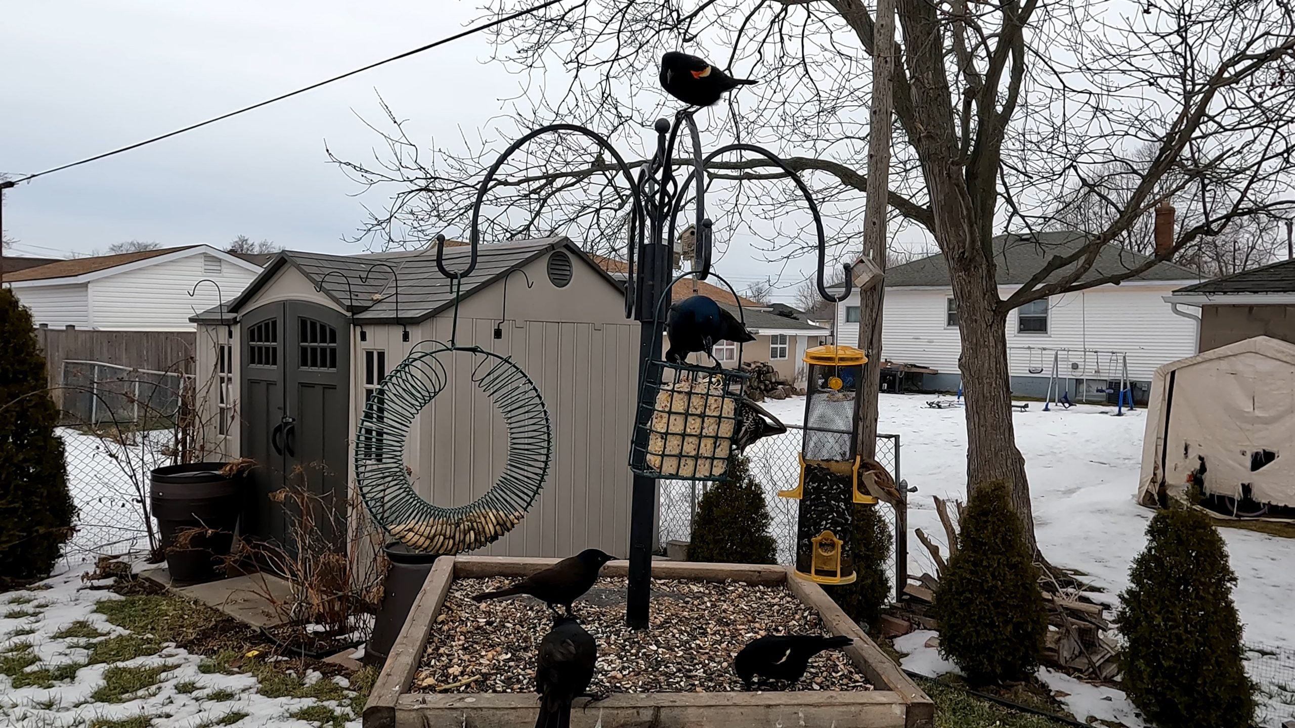 It's amazing to see how many blackbirds show up at the feeder! - The ...