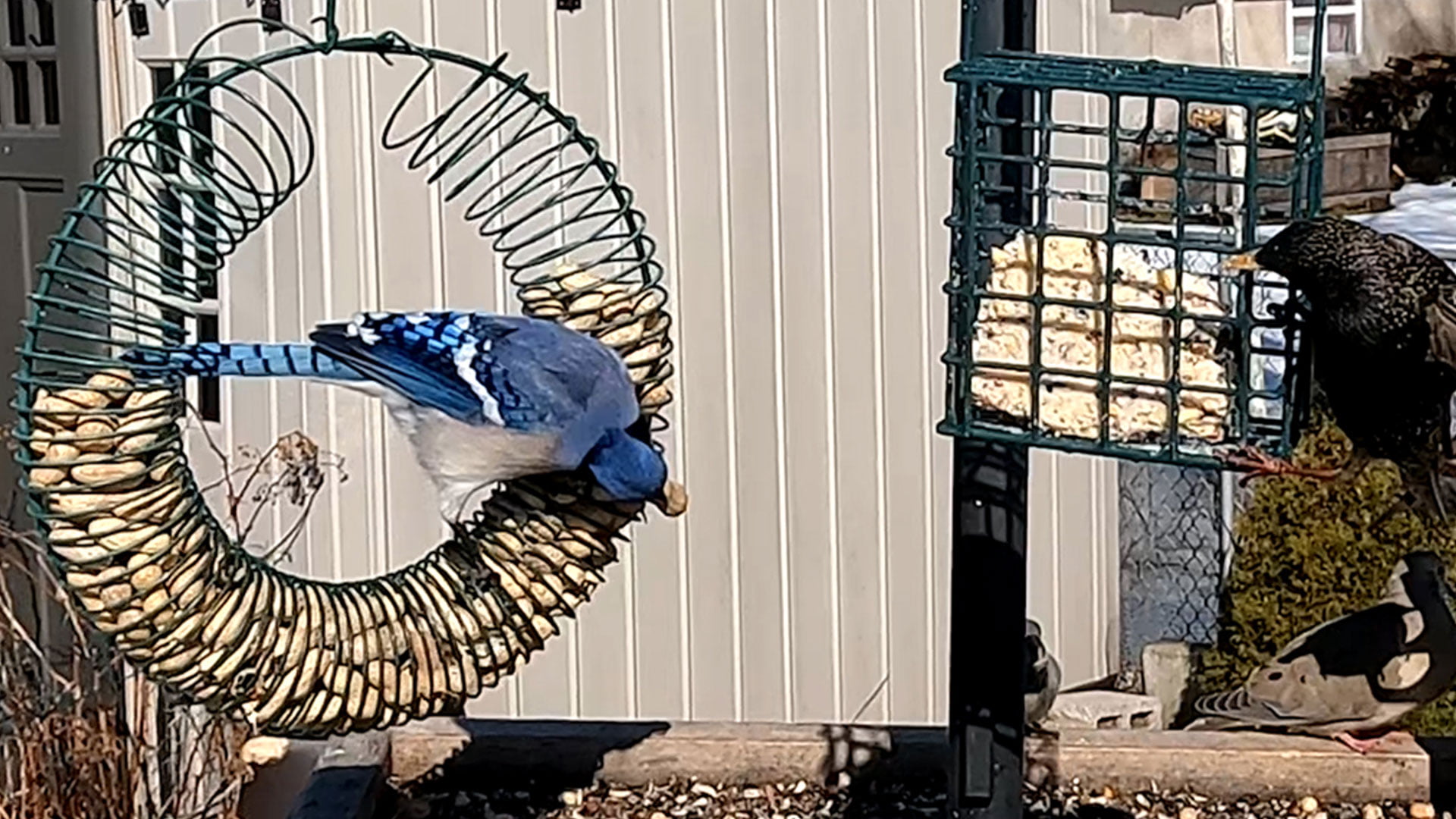 Unlock the Power of Birds to Improve Your Mindfulness Practice - The ...